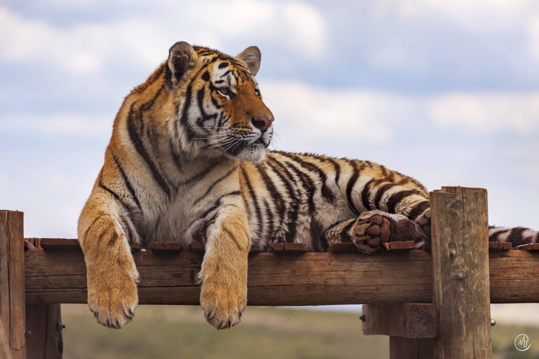 mauricebakri chillingtiger theartcycle photo_principale 332499783.jpeg ...